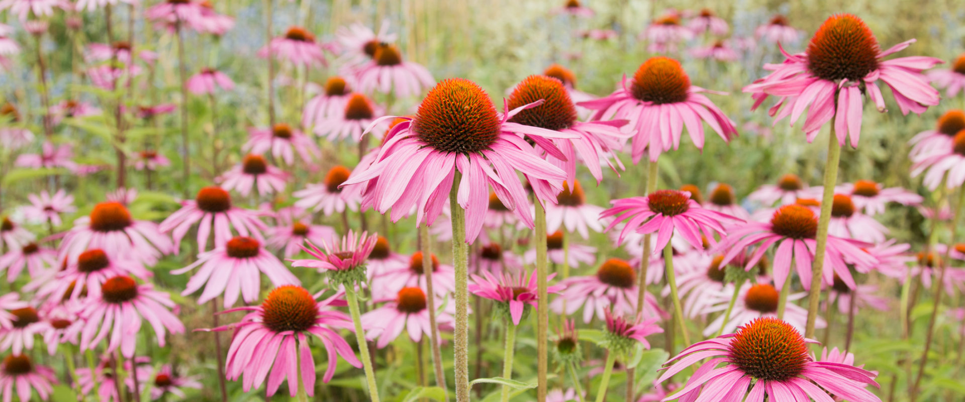 The Power of Echinacea: How to Use it Effectively When Sick